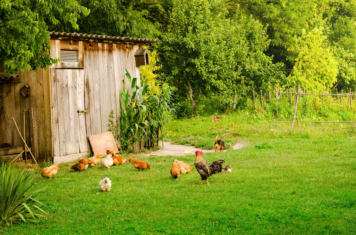 The Backyard Chicken Guide Part 1